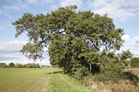 Common Oak Quercus Robur Habit Mature Editorial Stock Photo - Stock ...