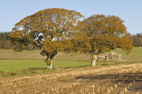 Common Oak Quercus Robur Habit Two Editorial Stock Photo - Stock Image ...
