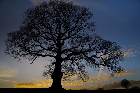 Common Oak Quercus Robur Habit Bare Editorial Stock Photo - Stock Image ...