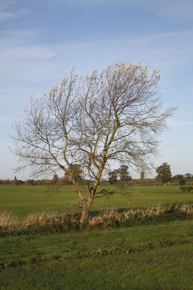 White Poplar Populus Alba Habit Growing Editorial Stock Photo - Stock ...
