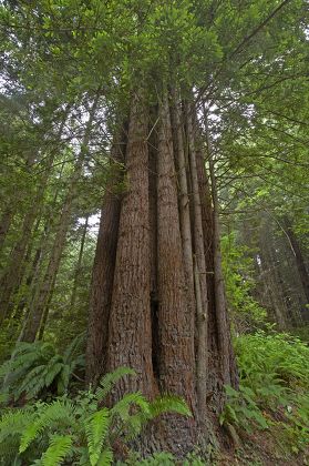 Coastal Redwood Sequoia Sempervirens Trunk Regrowth Editorial Stock ...