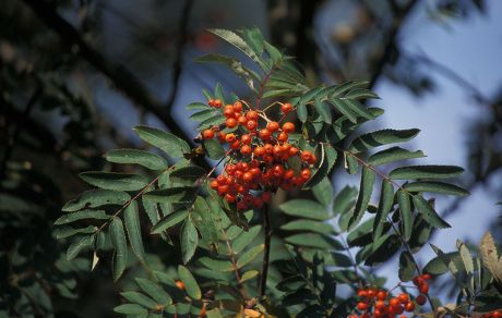 Mountain Ash Sorbus Aucuparia Leaf Fruit Editorial Stock Photo - Stock ...