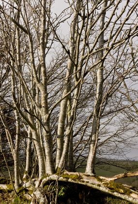 Rowan Sorbus Aucuparia Habit Growing Laid Editorial Stock Photo - Stock ...