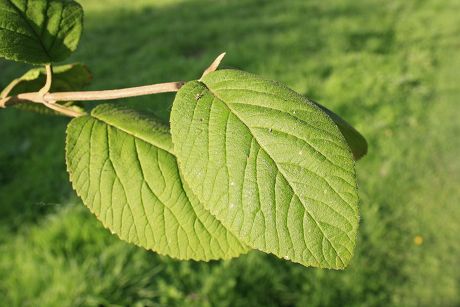 Wayfaring Tree Viburnum Lantana Leaves Growing Editorial Stock Photo ...