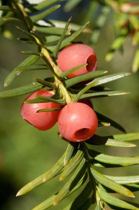 Common Yew Taxus Baccata Berries Sussex Editorial Stock Photo - Stock ...