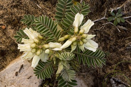25 Milk vetch Stock Pictures, Editorial Images and Stock Photos ...