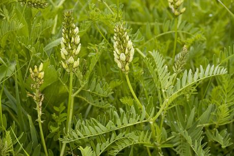 25 Milk vetch Stock Pictures, Editorial Images and Stock Photos ...