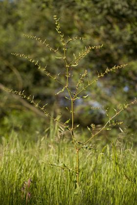 Fiddle Dock Rumex Pulcher Flowering Corsica Editorial Stock Photo ...