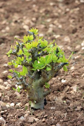 Botterboom Tree Tylecodon Paniculatus Habit Karoo Editorial Stock Photo ...