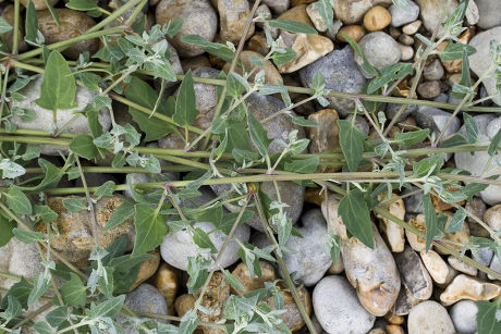 Common Orache Atriplex Patula Growing On Editorial Stock Photo - Stock ...