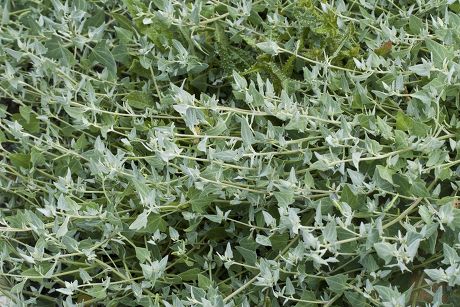 Common Orache Atriplex Patula Growing On Editorial Stock Photo - Stock ...