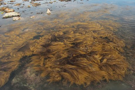 Japanese Wireweed Sargassum Muticum Introduced Invasive Editorial Stock ...