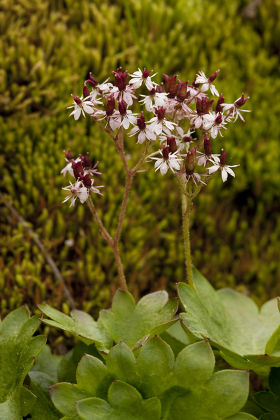 Nelsons Brook Saxifrage Saxifraga Nelsoniana Ssp Editorial Stock Photo ...
