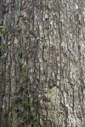 2 Ausubo Stock Pictures, Editorial Images and Stock Photos | Shutterstock