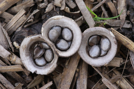 Field Birds Nest Fungus Crucibulum Laeve Editorial Stock Photo - Stock ...