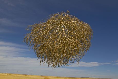 27 Tumbleweeds Stock Pictures, Editorial Images and Stock Photos ...