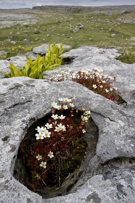 Irish Saxifrage Saxifraga Rosacea Rosacea Hartstongue Editorial Stock ...