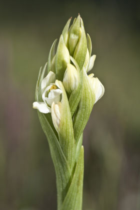4 Chloraea Stock Pictures, Editorial Images and Stock Photos | Shutterstock