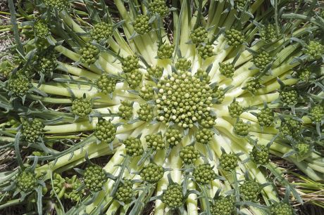 5 Calyceraceae Stock Pictures, Editorial Images and Stock Photos ...