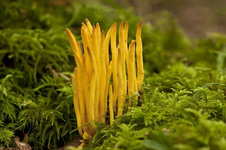 5 Fusiformis Stock Pictures, Editorial Images and Stock Photos ...