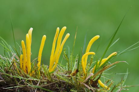 5 Fusiformis Stock Pictures, Editorial Images and Stock Photos ...