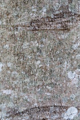 African Redalder Curtisia Dentata Bark Kirstenbosch Editorial Stock ...