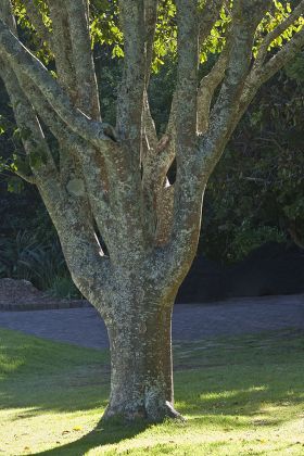 Cape Chestnut Calodendrum Capense Trunk Backlit Editorial Stock Photo ...