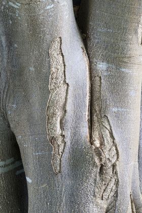 Cape Chestnut Calodendrum Capense Trunk Kirstenbosch Editorial Stock ...