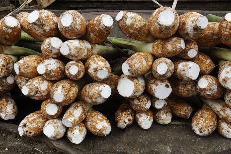 22 Tropical tubers Stock Pictures, Editorial Images and Stock Photos ...