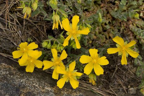 5 Sub shrubs Stock Pictures, Editorial Images and Stock Photos ...