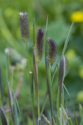 1 Bunchgrasses Stock Pictures, Editorial Images and Stock Photos ...