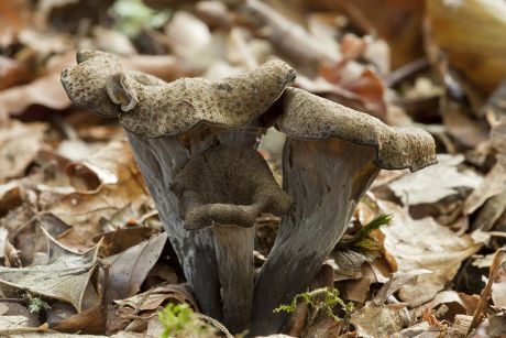 3 Cantharellaceae Stock Pictures, Editorial Images and Stock Photos ...