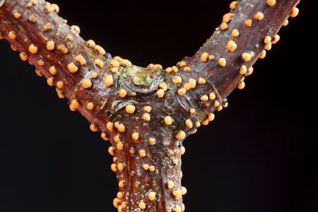 3 Nectriaceae Stock Pictures, Editorial Images and Stock Photos ...