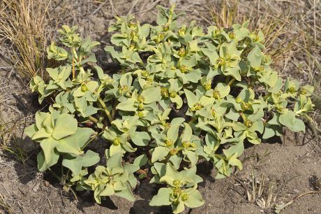 Pichoga Euphorbia Collima Flowering Bahia Redonda Editorial Stock Photo ...