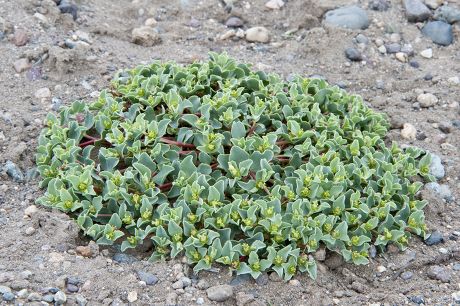 Pichoga Euphorbia Collima Flowering Chubut Province Editorial Stock ...