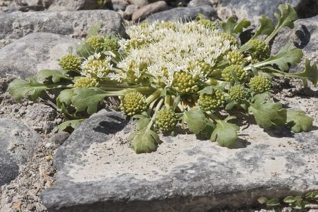 5 Calyceraceae Stock Pictures, Editorial Images and Stock Photos ...