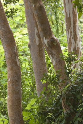 Chilean Myrtle Luma Apiculata Trunks Lago Editorial Stock Photo - Stock ...