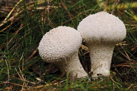 33 Common puffballs Stock Pictures, Editorial Images and Stock Photos ...