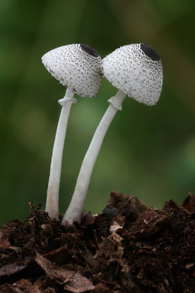Skullcap Dapperling Leucocoprinus Brebissonii Fruiting Bodies Editorial ...