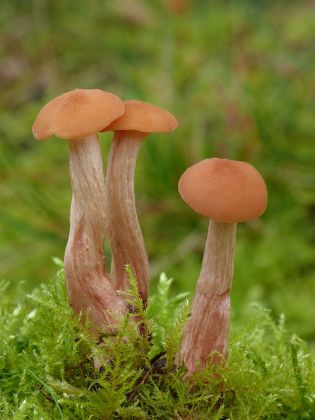 Spindle Shank Collybia Fusipes Fruiting Bodies Editorial Stock Photo ...