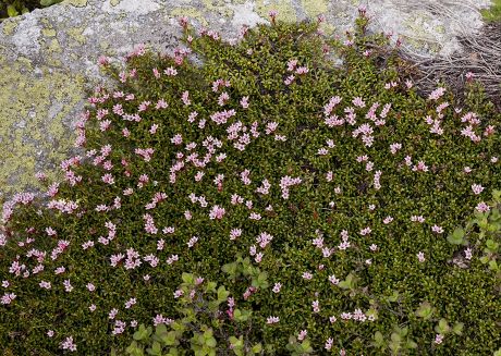 3 Kalmia Stock Pictures, Editorial Images and Stock Photos | Shutterstock