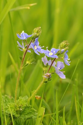 Common Field Speedwell Veronica Persica Flowering Editorial Stock Photo ...