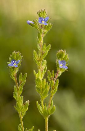 Spring Speedwell Veronica Verna Var Dillenii Editorial Stock Photo ...