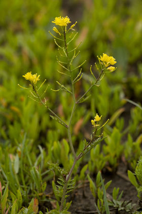 Creeping Yellowcress Rorippa Sylvestris Flowering Romania Editorial ...