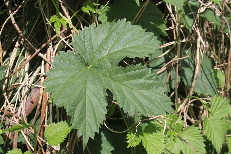 Common Hop Humulus Lupulus Leaf Old Editorial Stock Photo - Stock Image ...