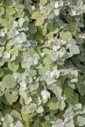 Licorice Plant Helichrysum Petiolare Leaves Harold Editorial Stock ...