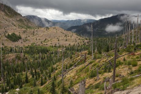 Burnt Coniferous Forest Habitat Regenerating Following Editorial Stock ...