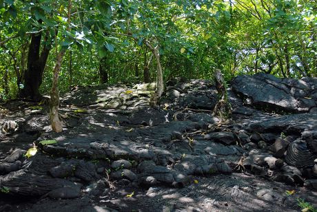 Trees Growing Out Hardened Lava Regeneration Editorial Stock Photo ...