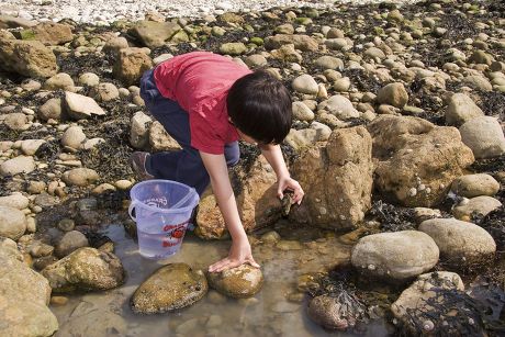 Boy Rockpooling Exploring Coastal Rockpools Dorset Editorial Stock ...