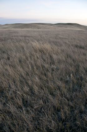 Shortgrass Prairie Habitat West Bloc Grasslands Editorial Stock Photo ...